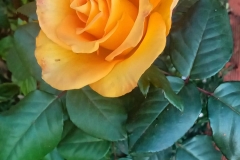 The Yellow Deli – Londrina